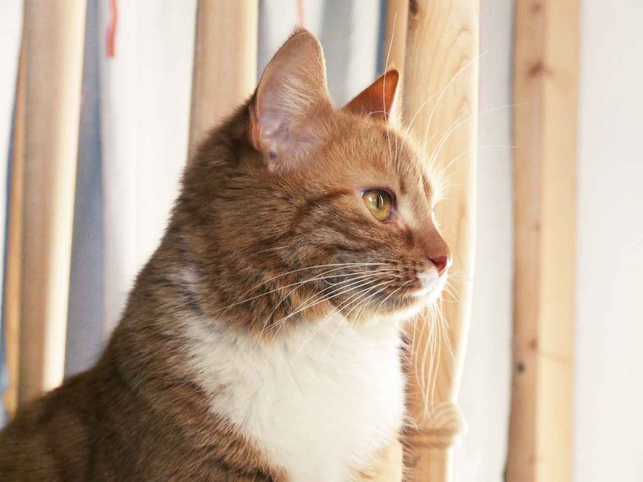 pixelio