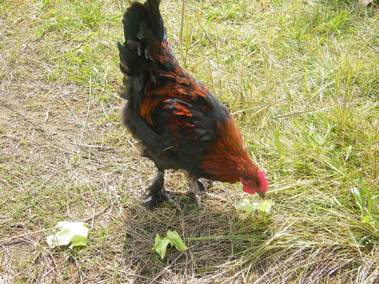 pixelio